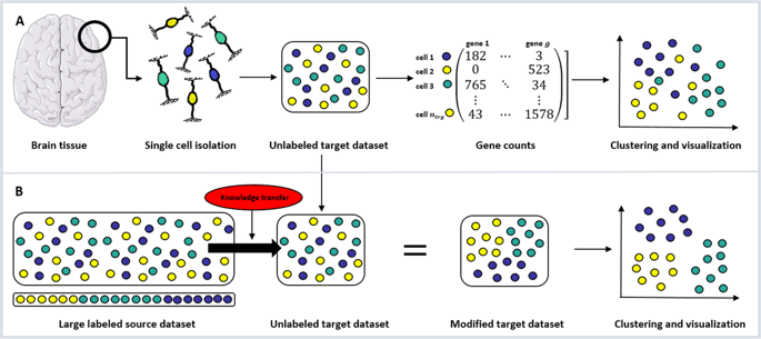 Using transfer learning from prior reference knowledge to improve the clustering of single-cell ...